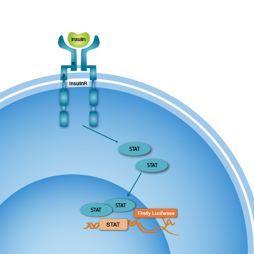 iLite® Insulin Assay Ready Cells
